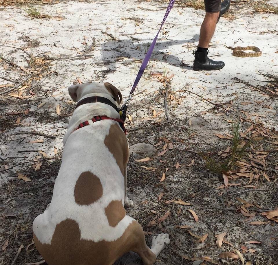 Buzz Better Than a Bite – Snake Avoidance Training for Dogs
